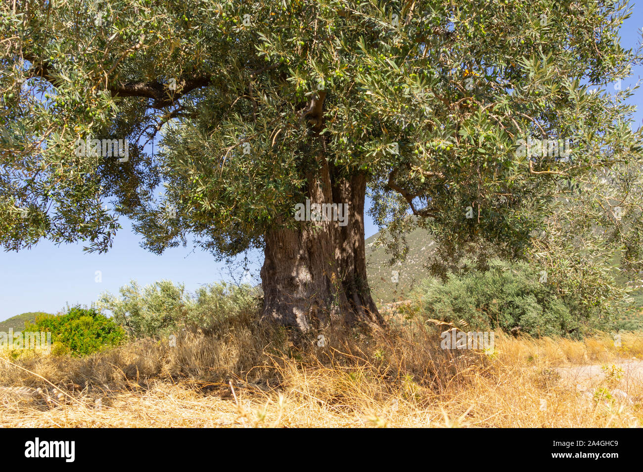 Olive tree grove in rural greece with ancient trees in leaf growing in ...