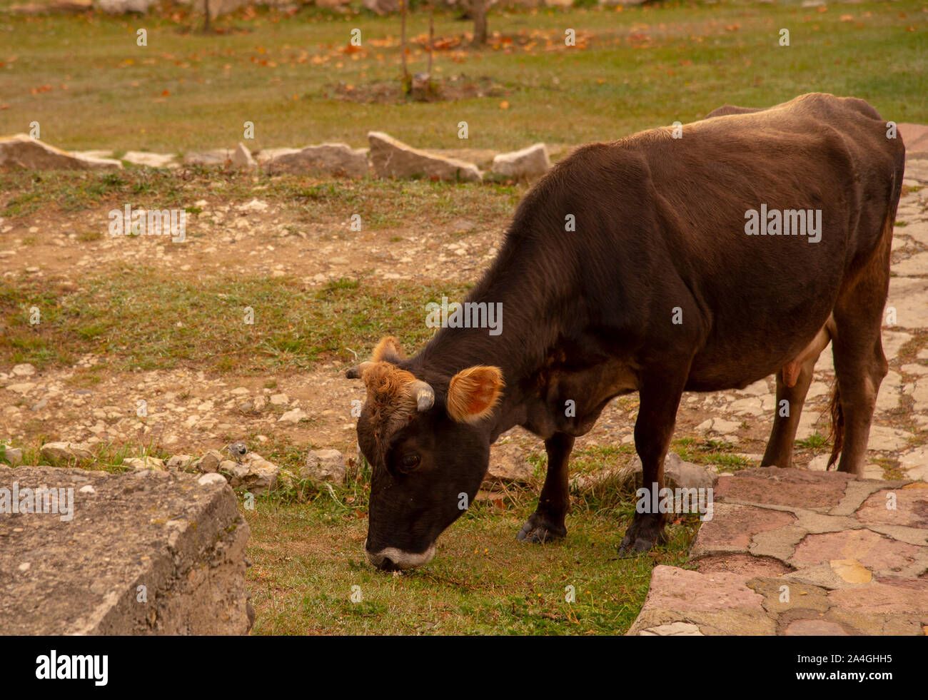A cow with fluffy red ears grazes on the path near the house Stock ...