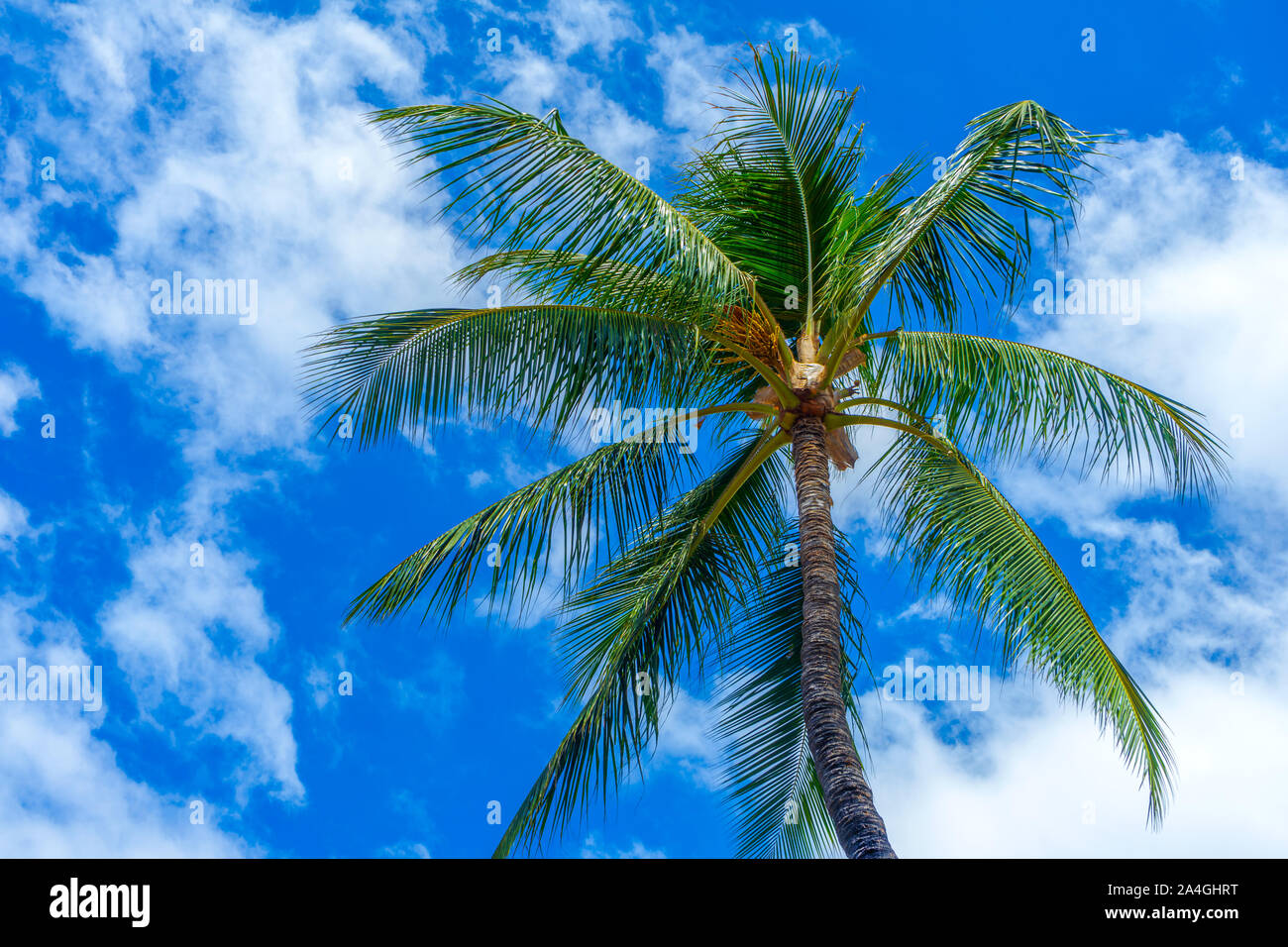 Looking upward on A Hawaiian Palm Tree Stock Photo - Alamy