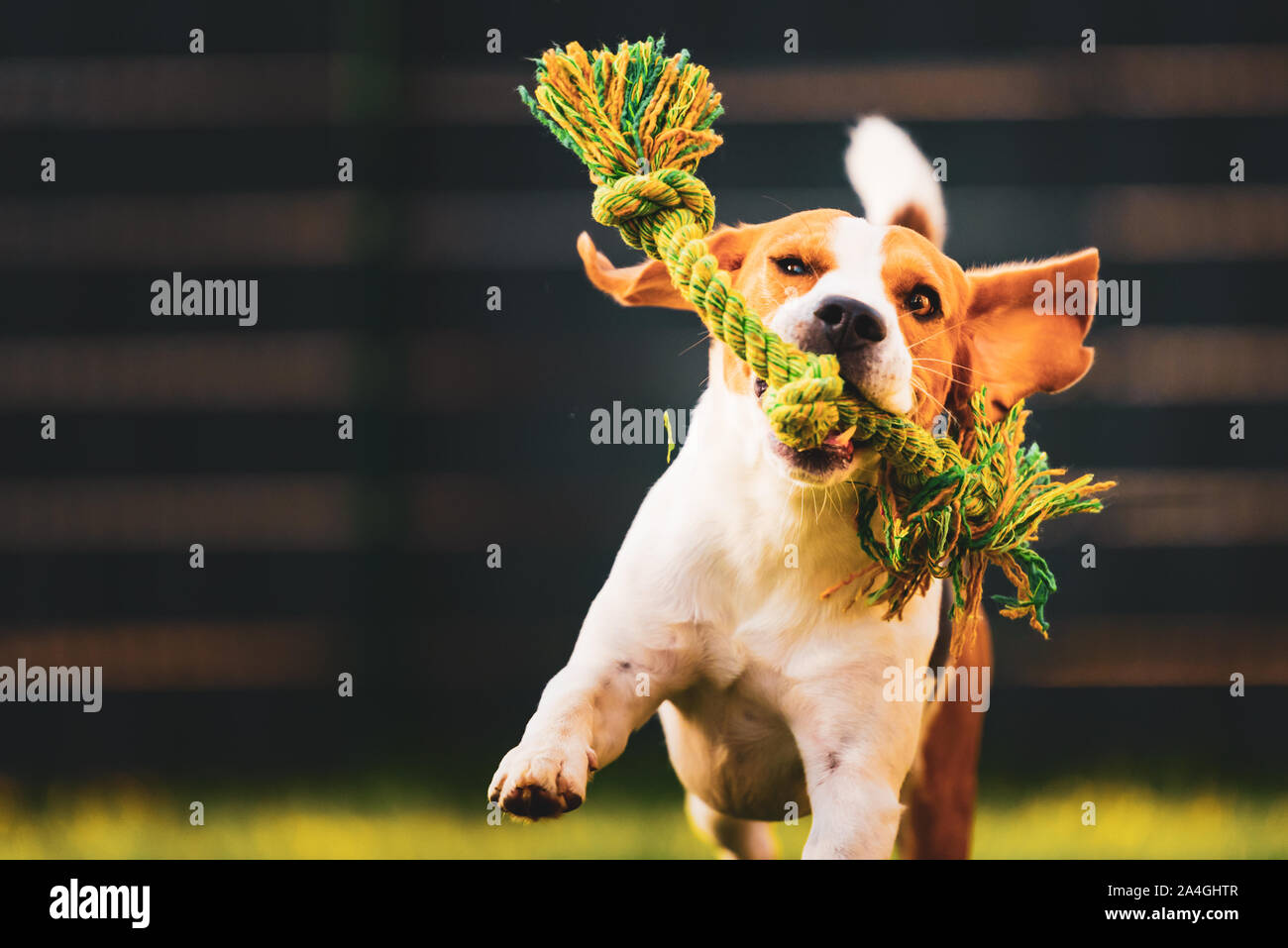Beagle dog jumping and running with a toy towards the camera Stock ...