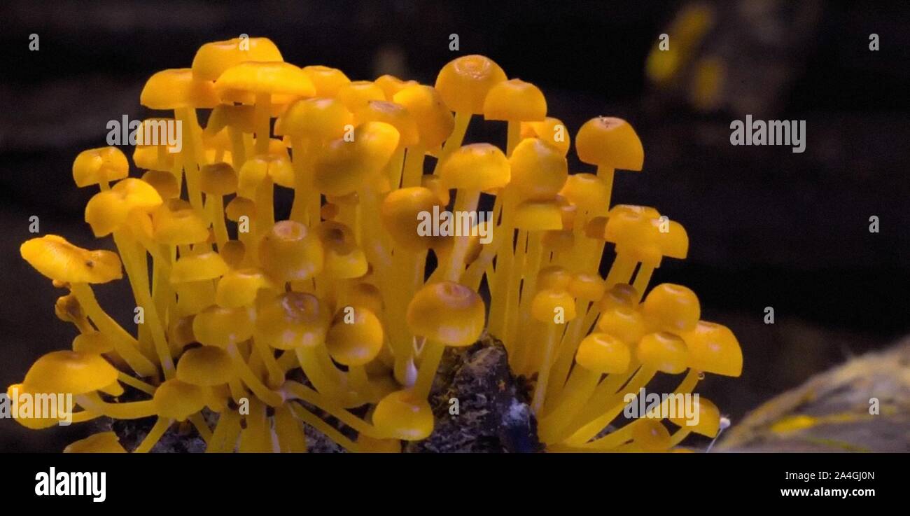 FANTASTIC FUNGI, 2019. © Moving Arts / courtesy Everett Collection ...