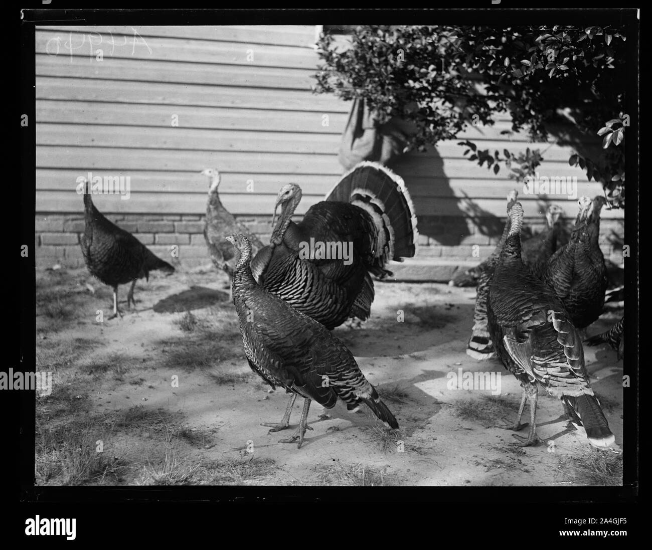 Cooking turkeys hi-res stock photography and images - Alamy