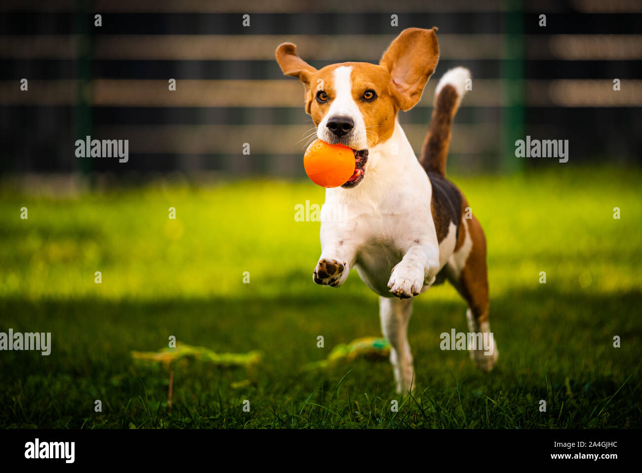 Beagle dog jumping and running with a toy towards the camera Stock ...