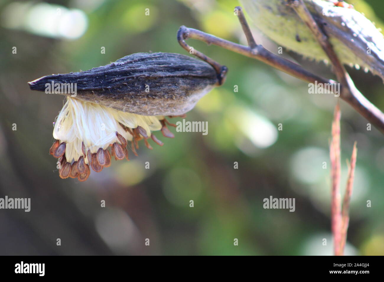 opening milk weed pod Stock Photo - Alamy