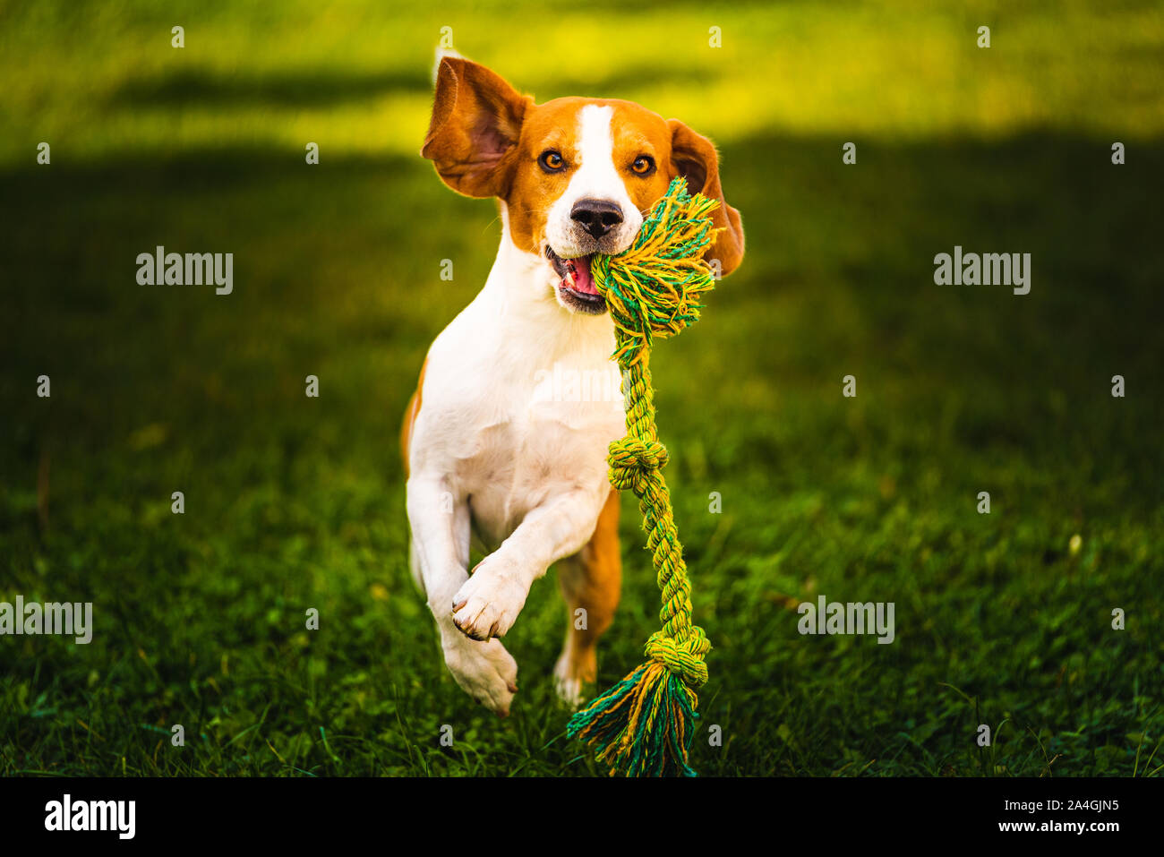 Beagle dog jumping and running with a toy towards the camera Stock ...