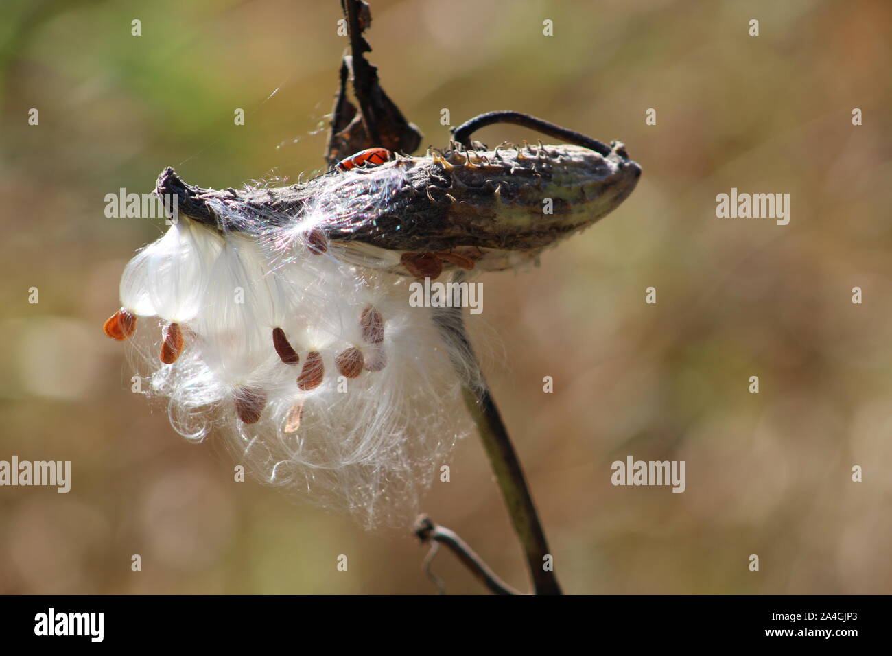 Milk weed hi-res stock photography and images - Alamy