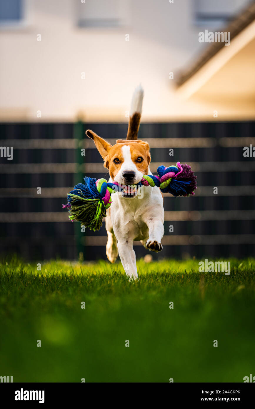Beagle dog jumping and running with a toy towards the camera Stock ...