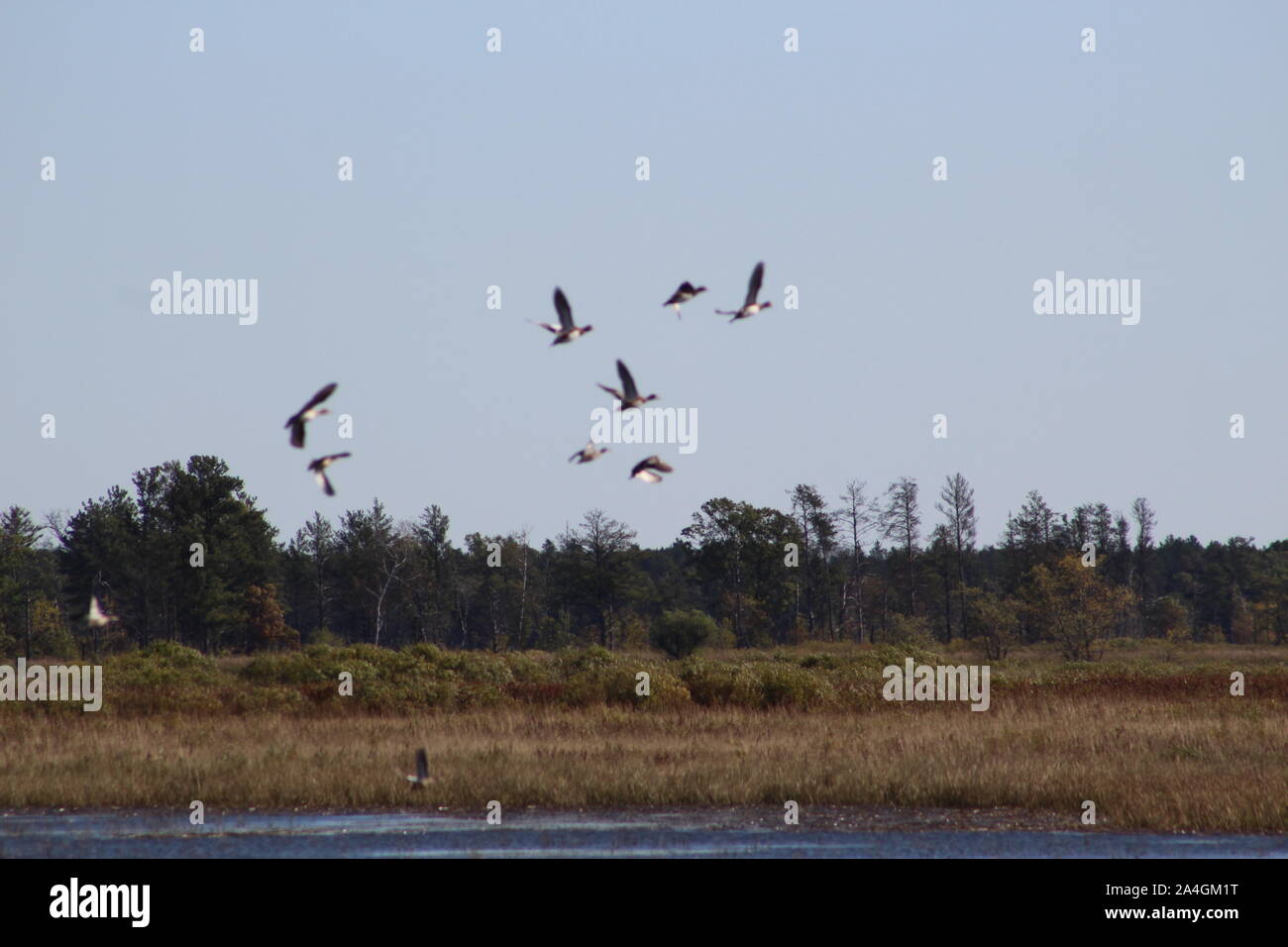 Birds flying over wet lands hi-res stock photography and images - Alamy