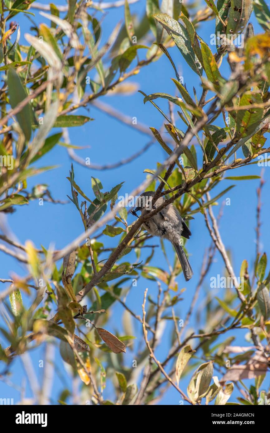 Tiny Bushtit grasps the tree branch with one claw and the foraged bug ...