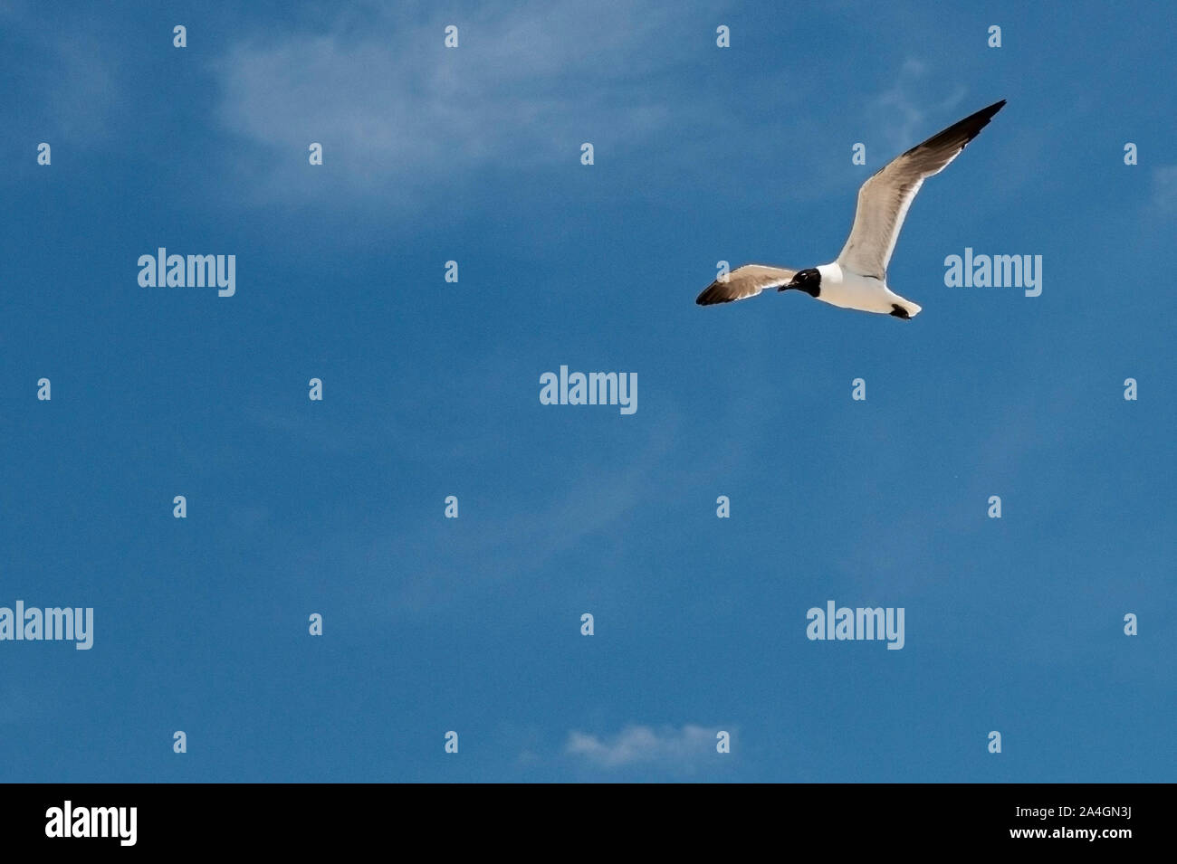Tern on turn hi-res stock photography and images - Alamy