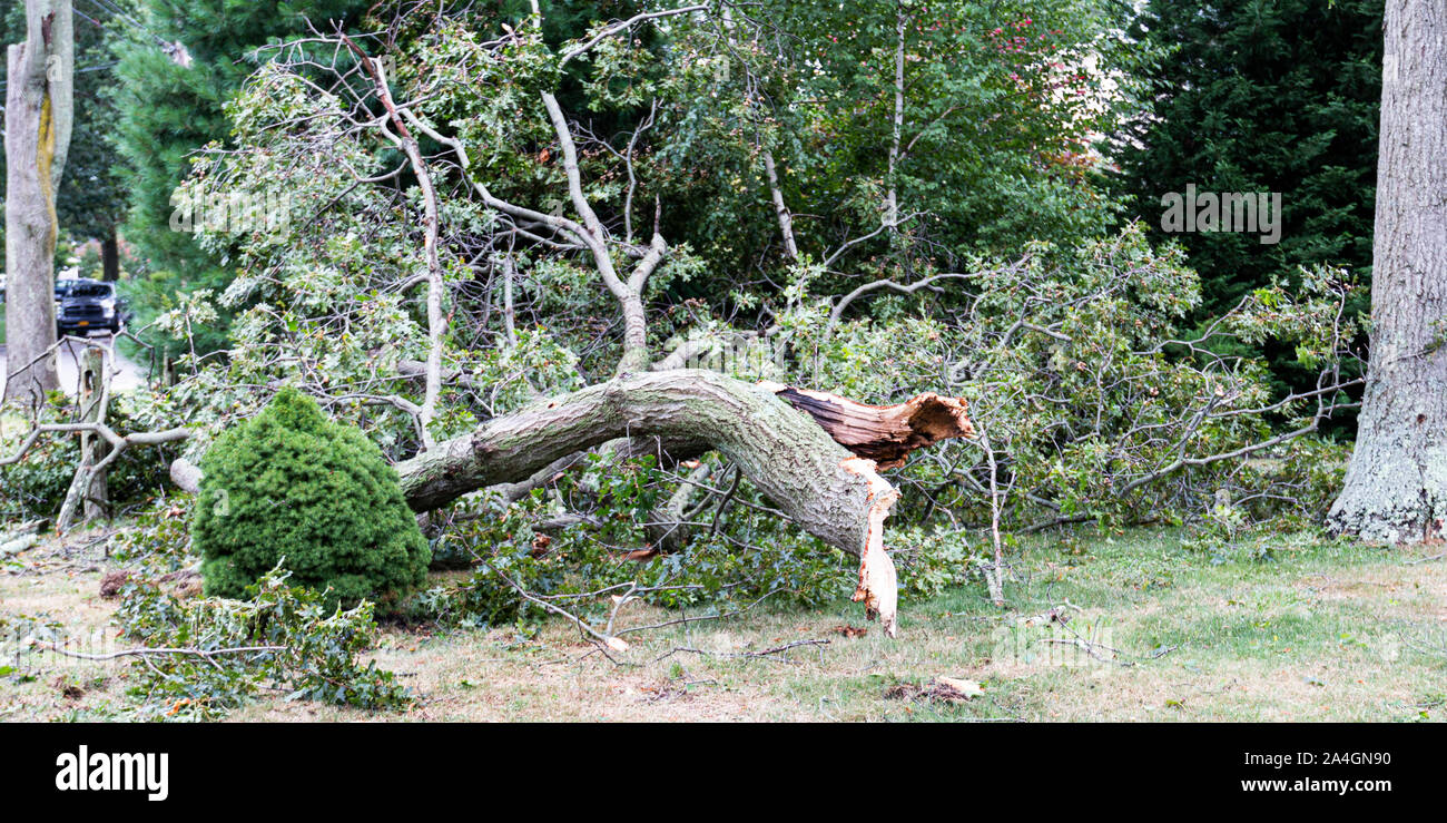 A summer storm topples over trees in a neighborhood on long island ...