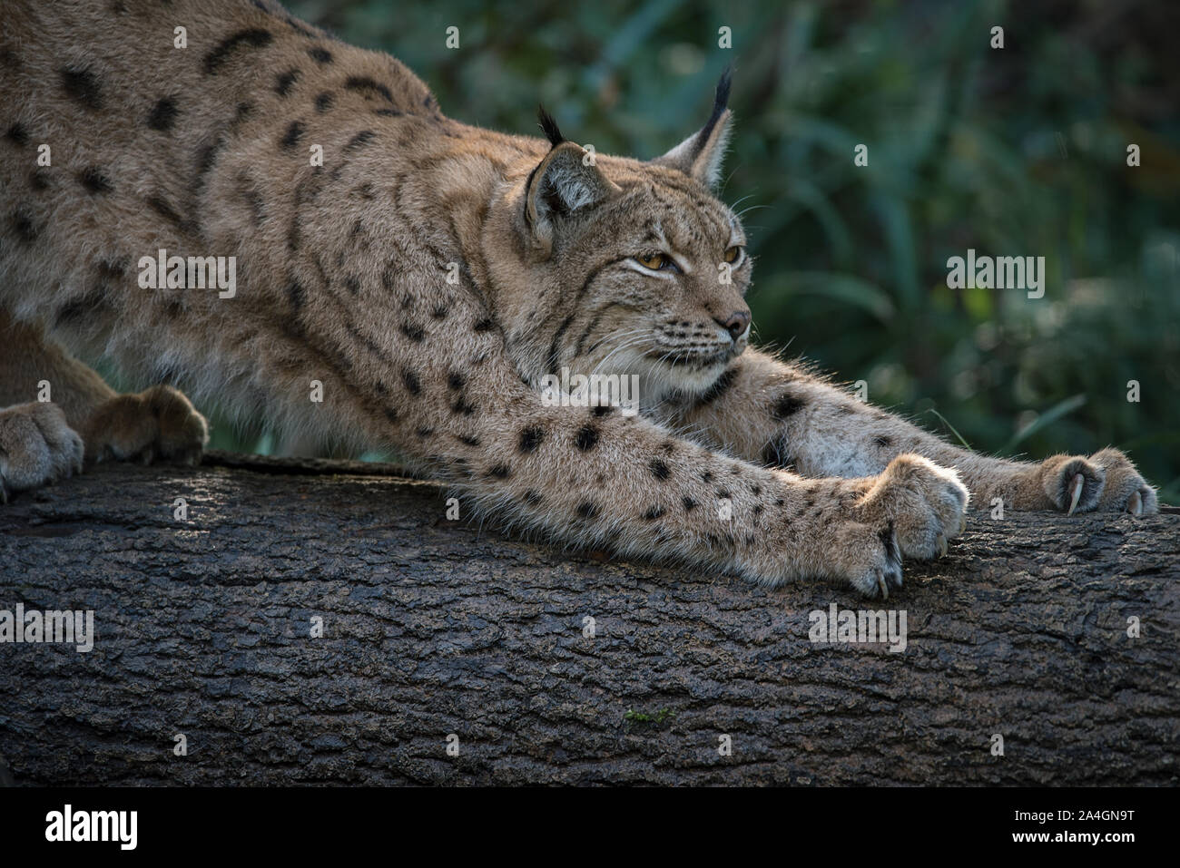 Lynx stretching his body on a tree trunk Stock Photo - Alamy