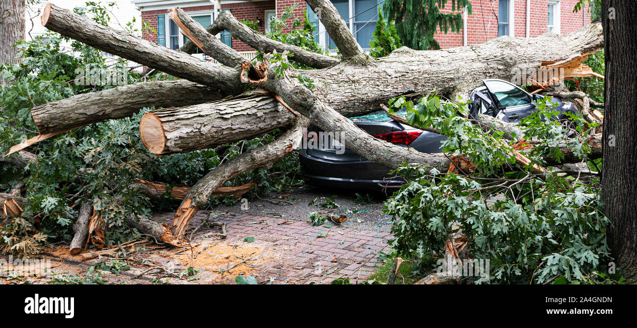 A car parked in the driveway has a tree fall on to it during a wind ...