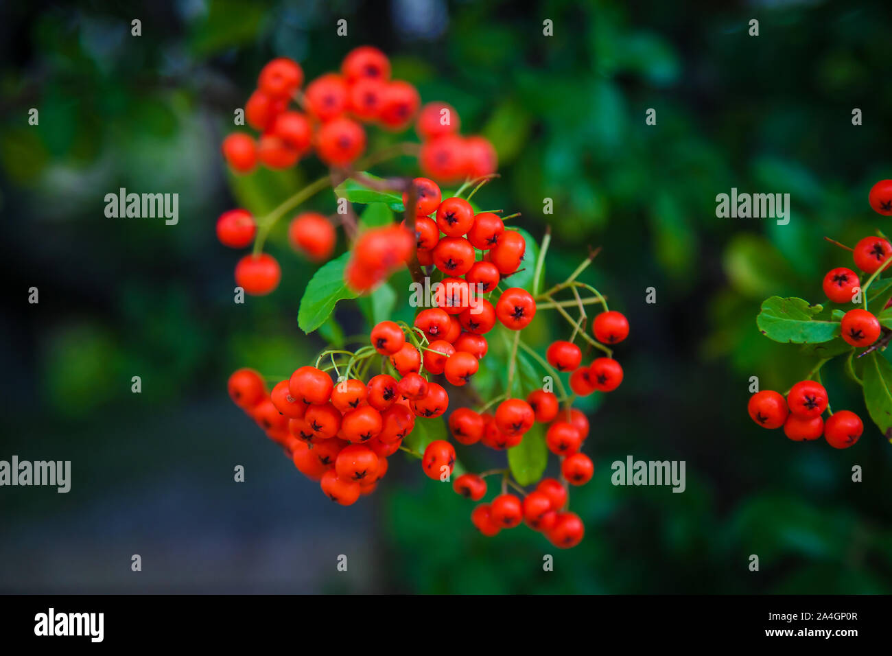 Ash color hi-res stock photography and images - Alamy