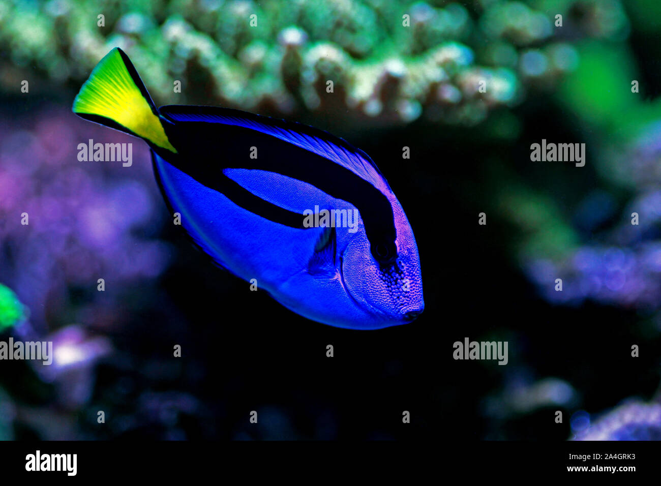 Royal blue tang - Paracanthurus hepatus Stock Photo - Alamy
