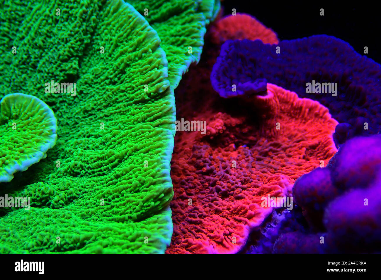 Montipora SPS coral in coral reef aquarium tank Stock Photo - Alamy