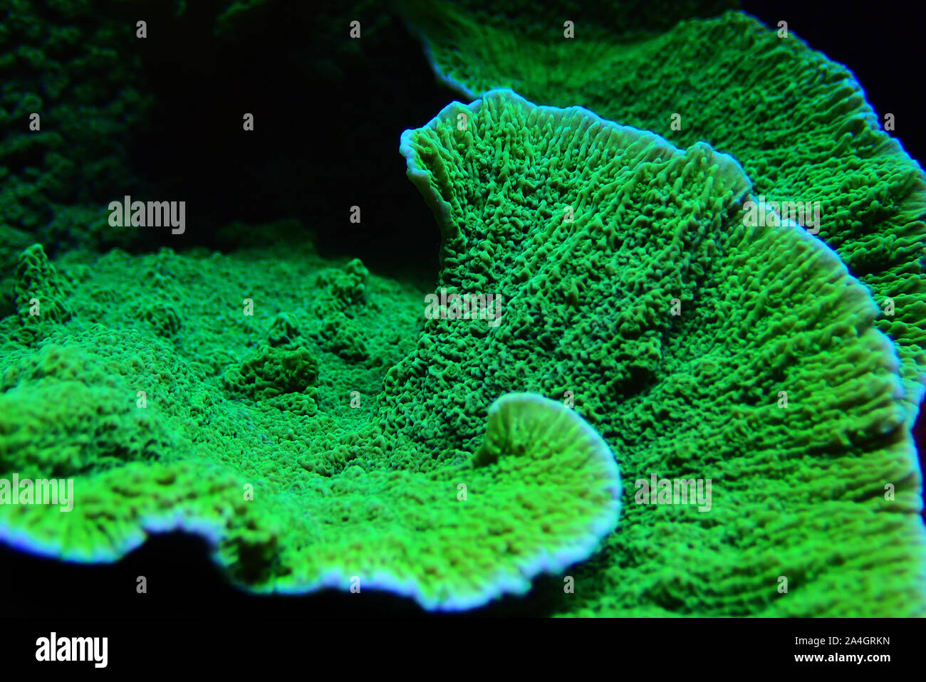 Montipora SPS coral in coral reef aquarium tank Stock Photo - Alamy
