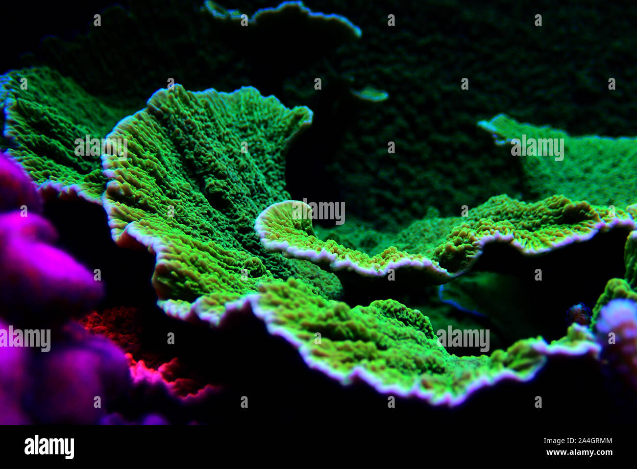 Montipora SPS coral in coral reef aquarium tank Stock Photo - Alamy