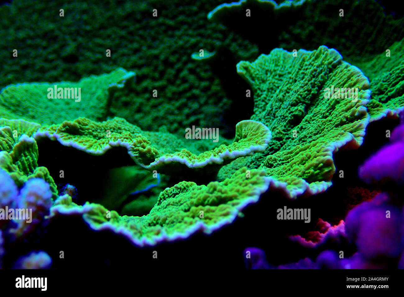 Montipora SPS coral in coral reef aquarium tank Stock Photo - Alamy