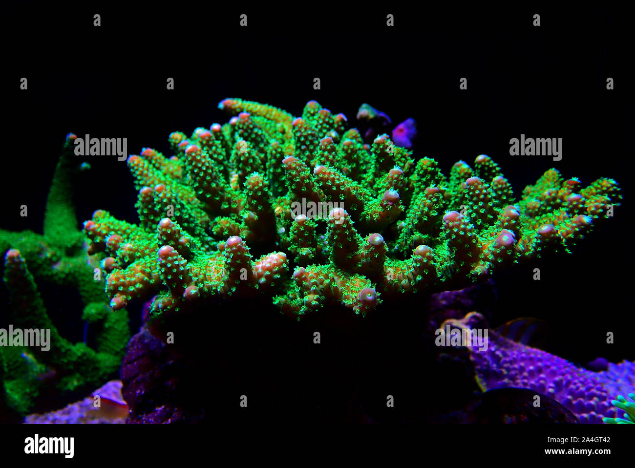 Acropora SPS coral - One of the most beautiful living decoration for saltwater reef aquariums ...