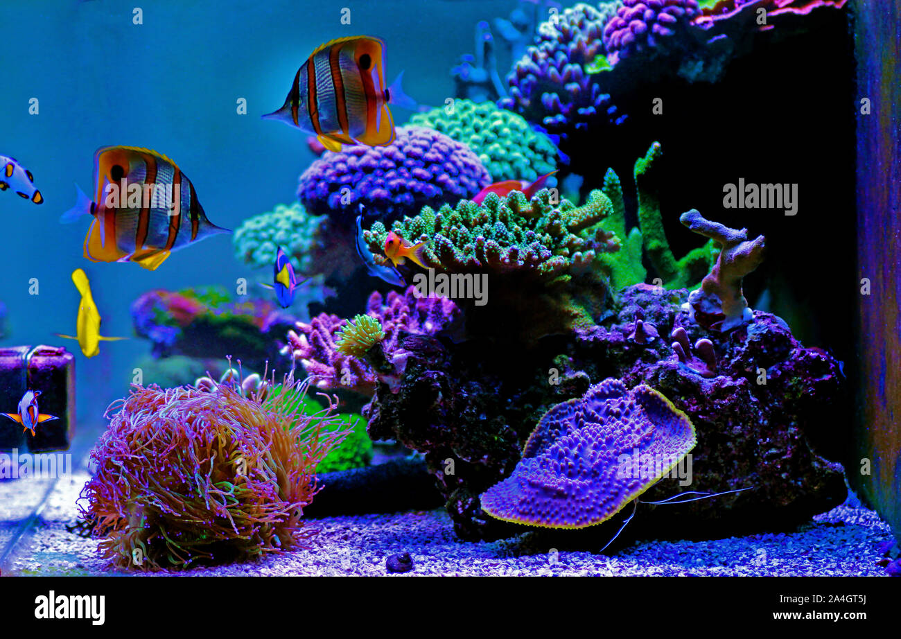 Beautiful Dream saltwater coral reef aquarium tank Stock Photo - Alamy