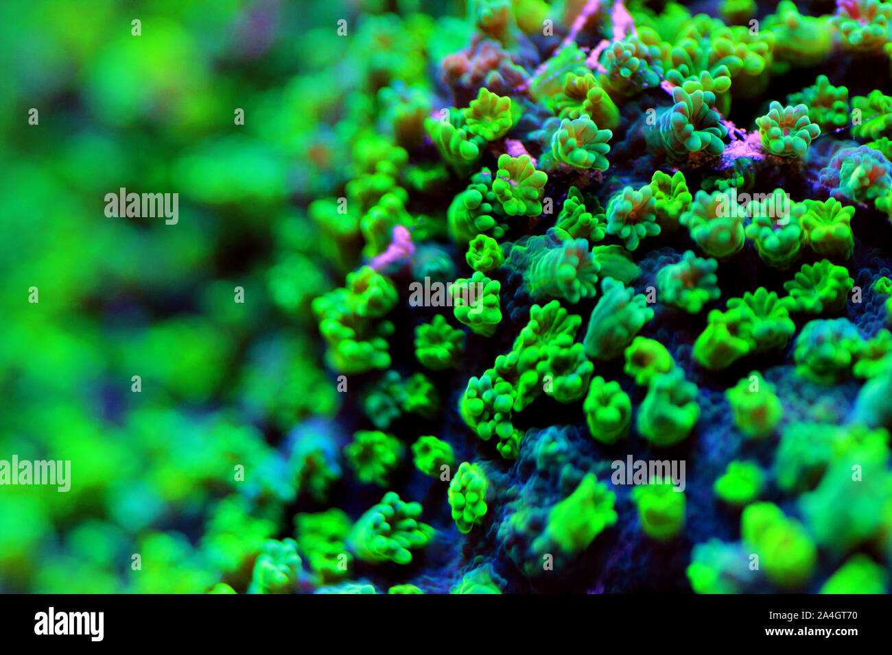 Short polyp hi-res stock photography and images - Alamy