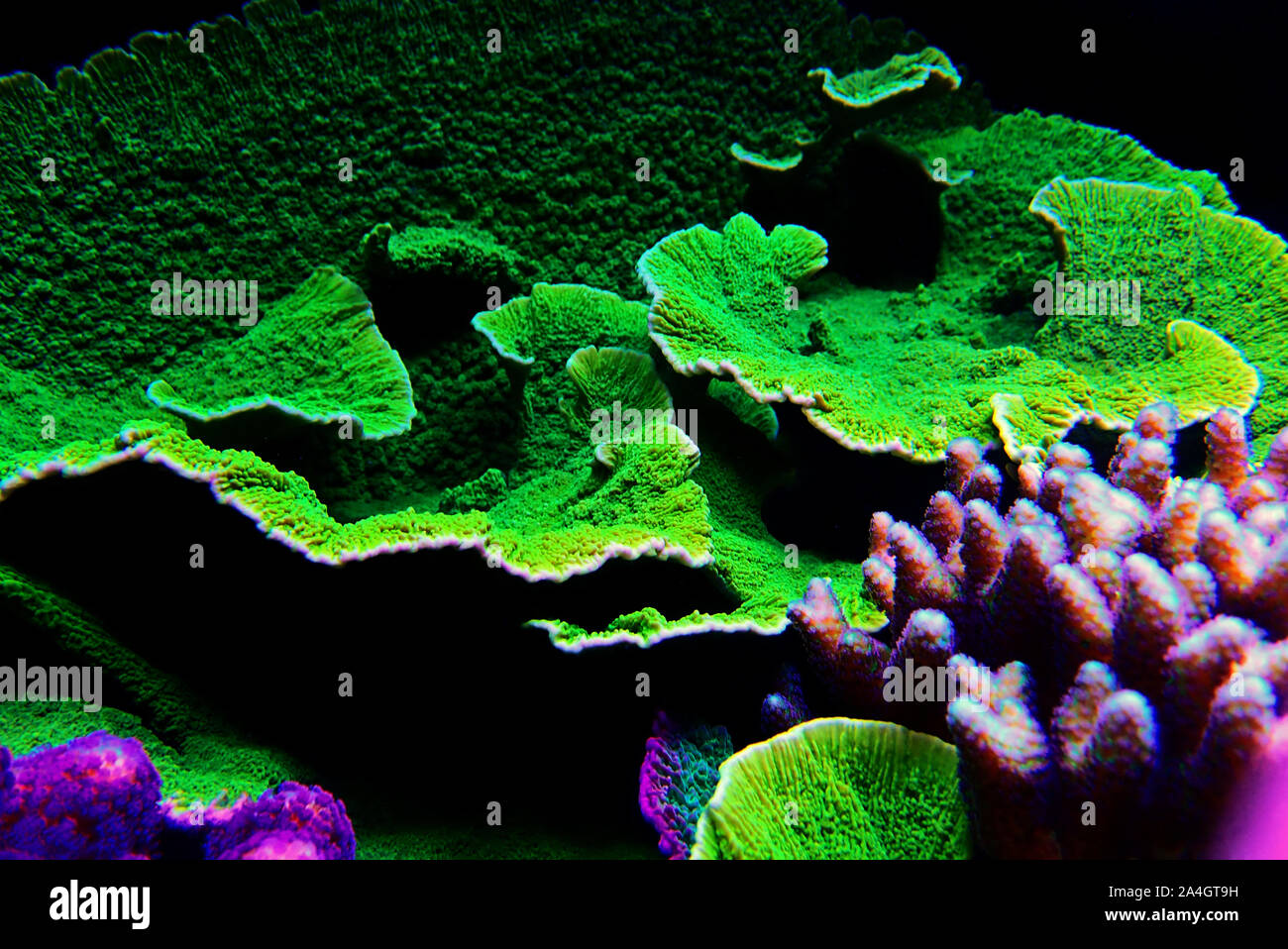Forest Fire Montipora SPS coral - Montipora Digitata sp Stock Photo - Alamy