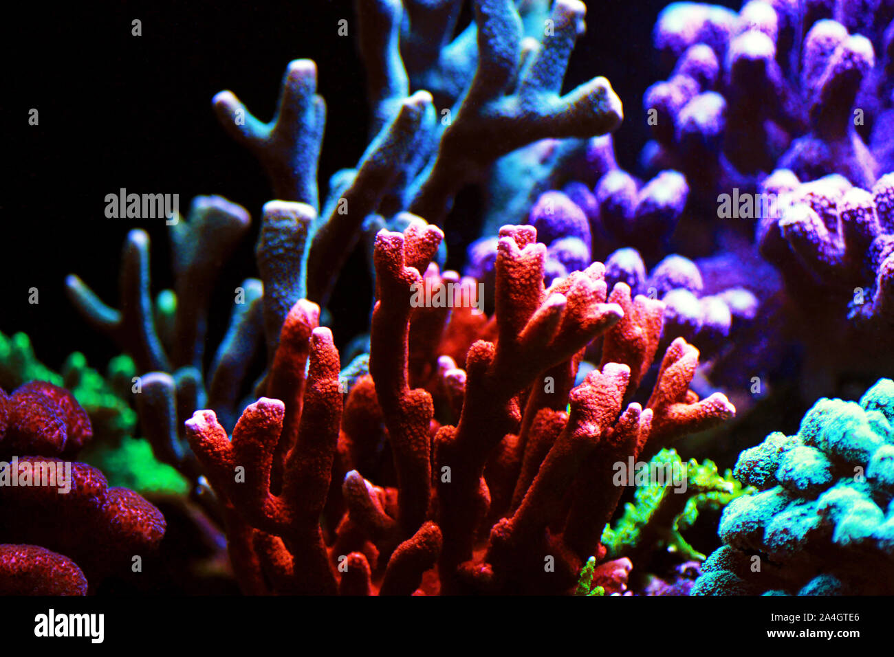 Montipora SPS coral in coral reef aquarium tank Stock Photo - Alamy