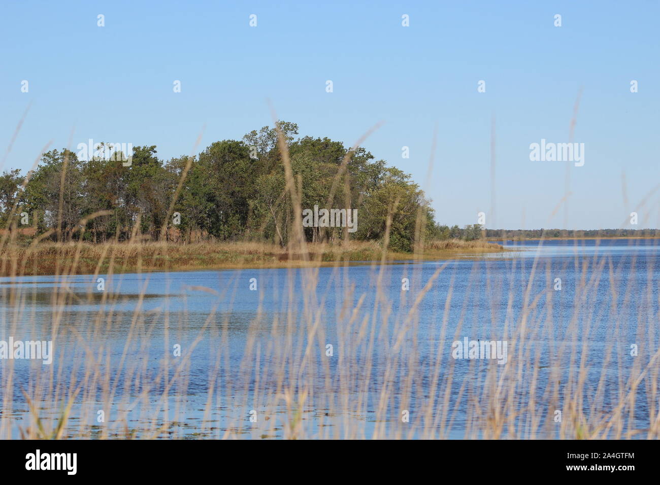 Bull rushes hi-res stock photography and images - Alamy