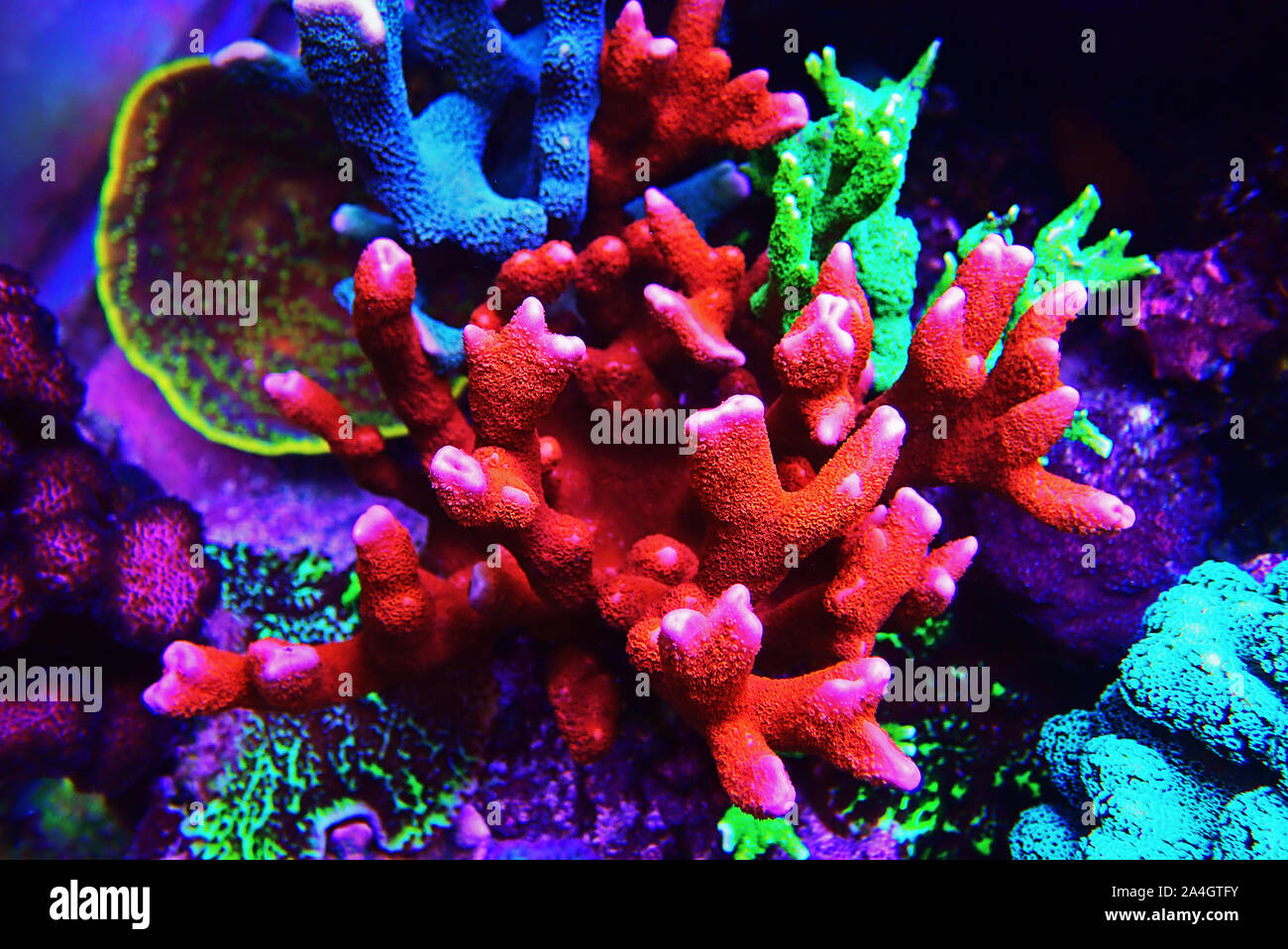 Montipora SPS coral in coral reef aquarium tank Stock Photo - Alamy