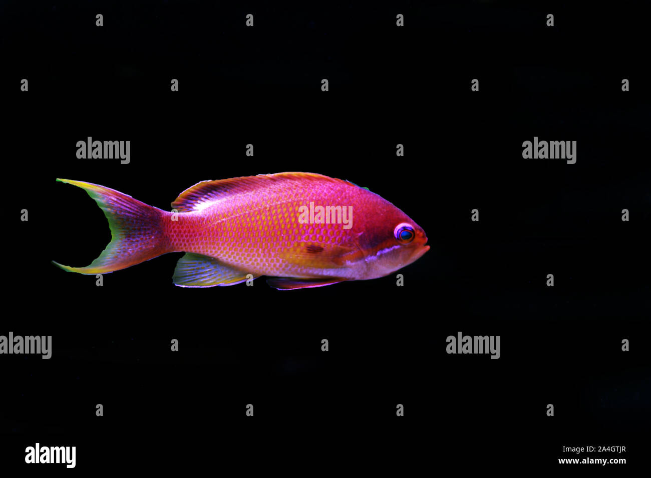 Lyre tail coalfish hi-res stock photography and images - Alamy