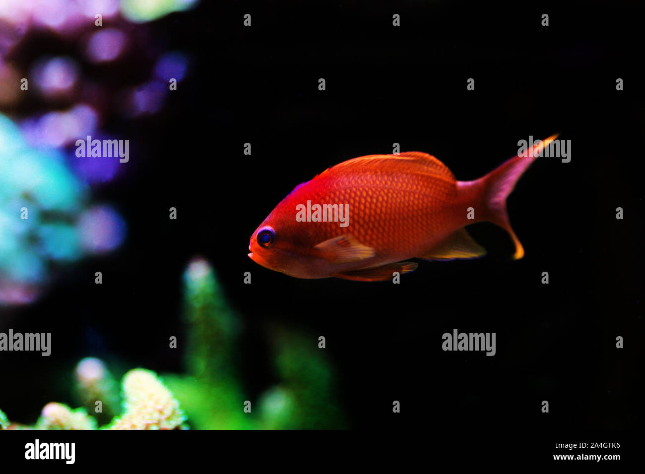 Male scalefin anthias hi-res stock photography and images - Alamy