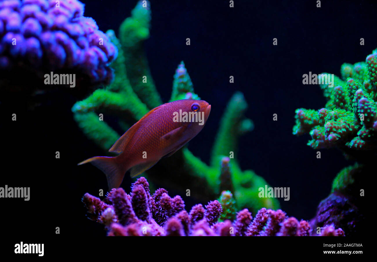 Lyretail anthias male hi-res stock photography and images - Alamy