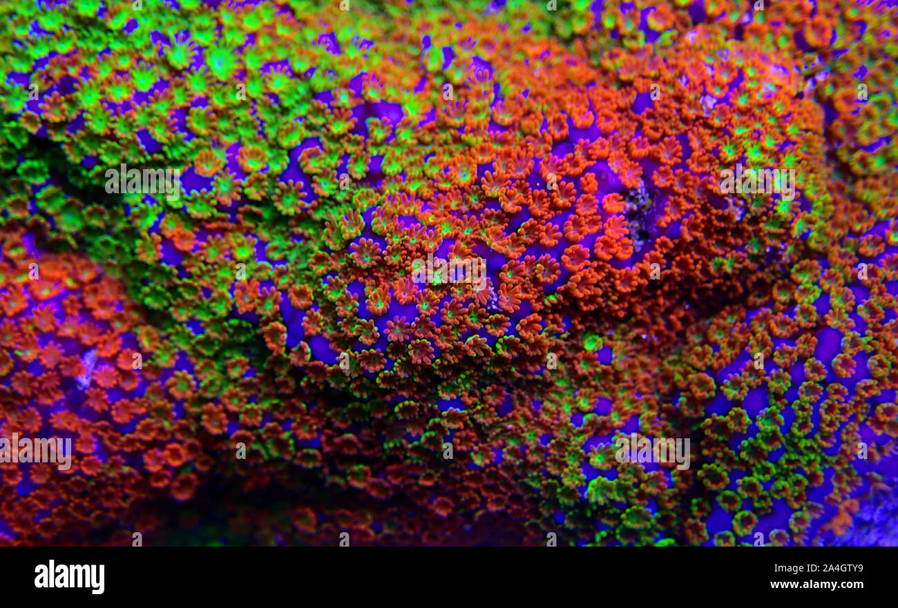 Montipora Rainbow macro polyps - rare and very beautiful sps coral ...