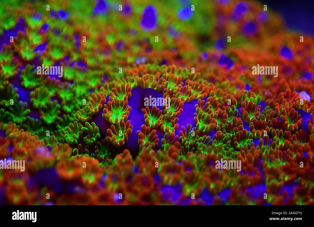Montipora Rainbow macro polyps - rare and very beautiful sps coral ...
