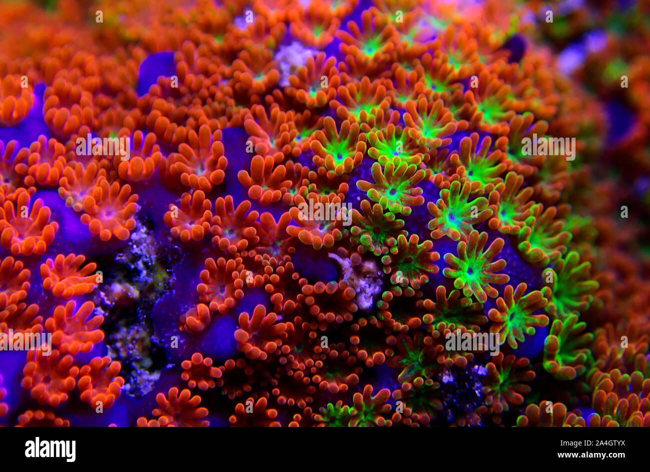 Montipora Rainbow macro polyps - rare and very beautiful sps coral ...