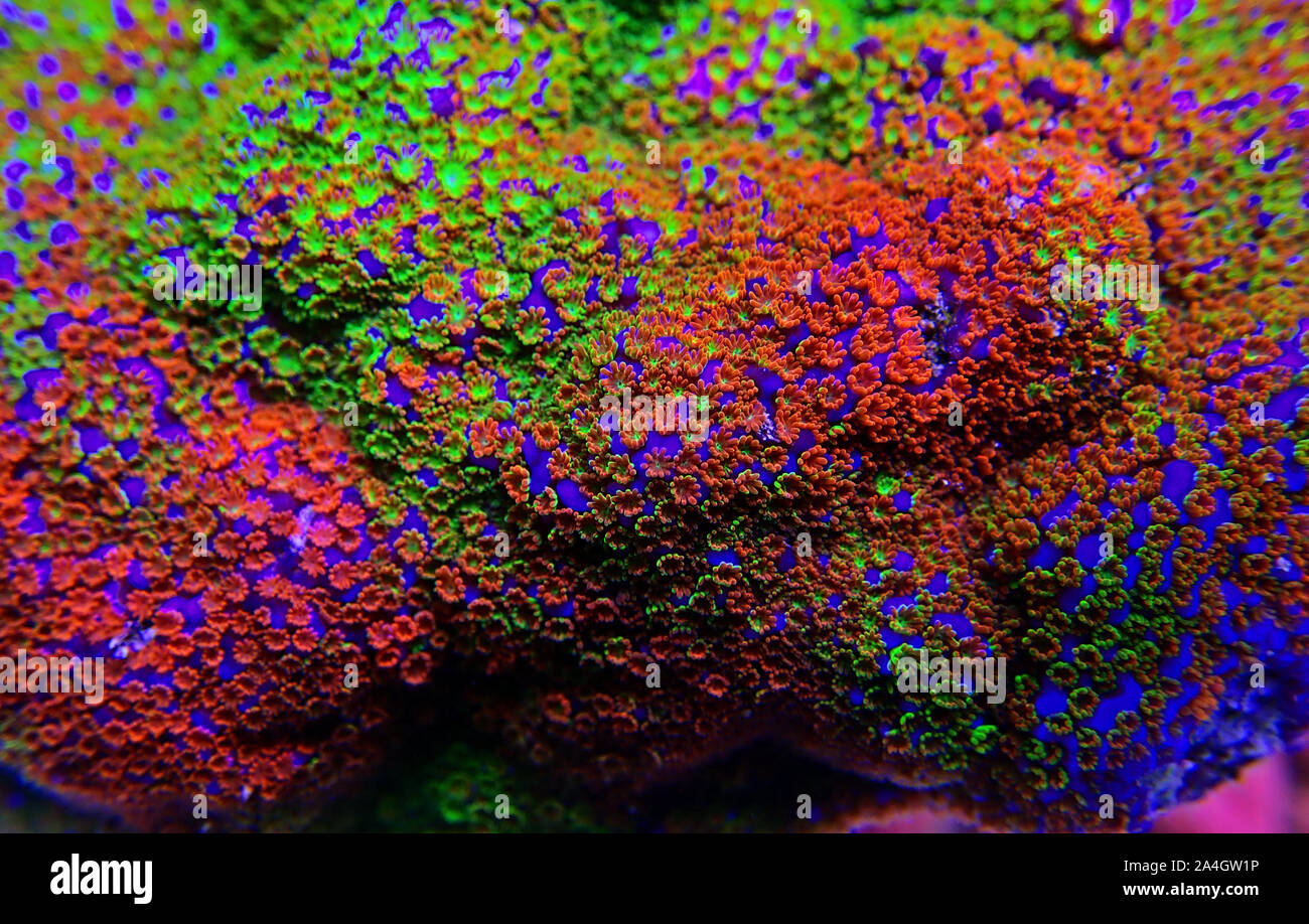 Montipora Rainbow macro polyps - rare and very beautiful sps coral ...