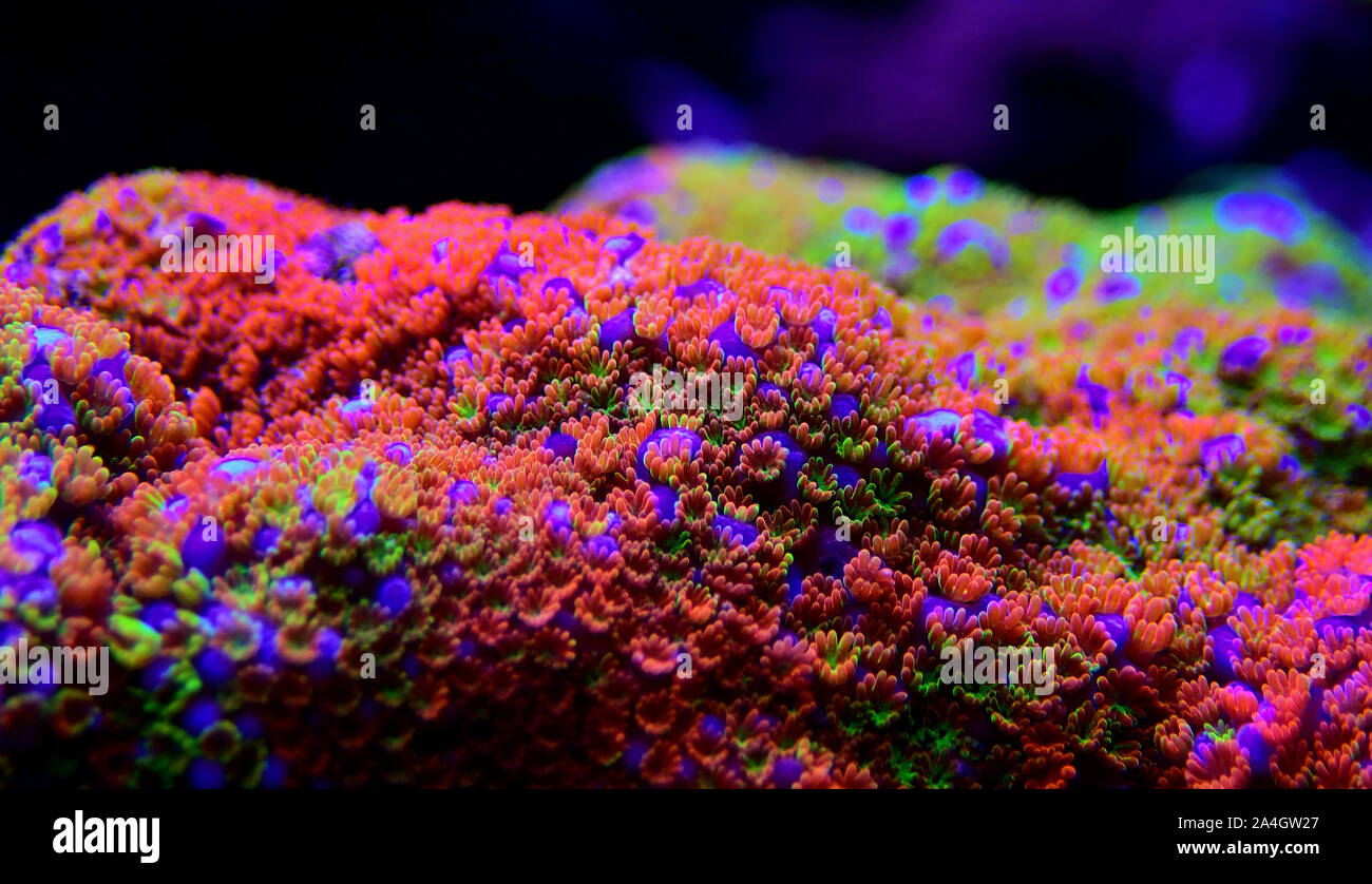 Montipora Rainbow macro polyps - rare and very beautiful sps coral ...