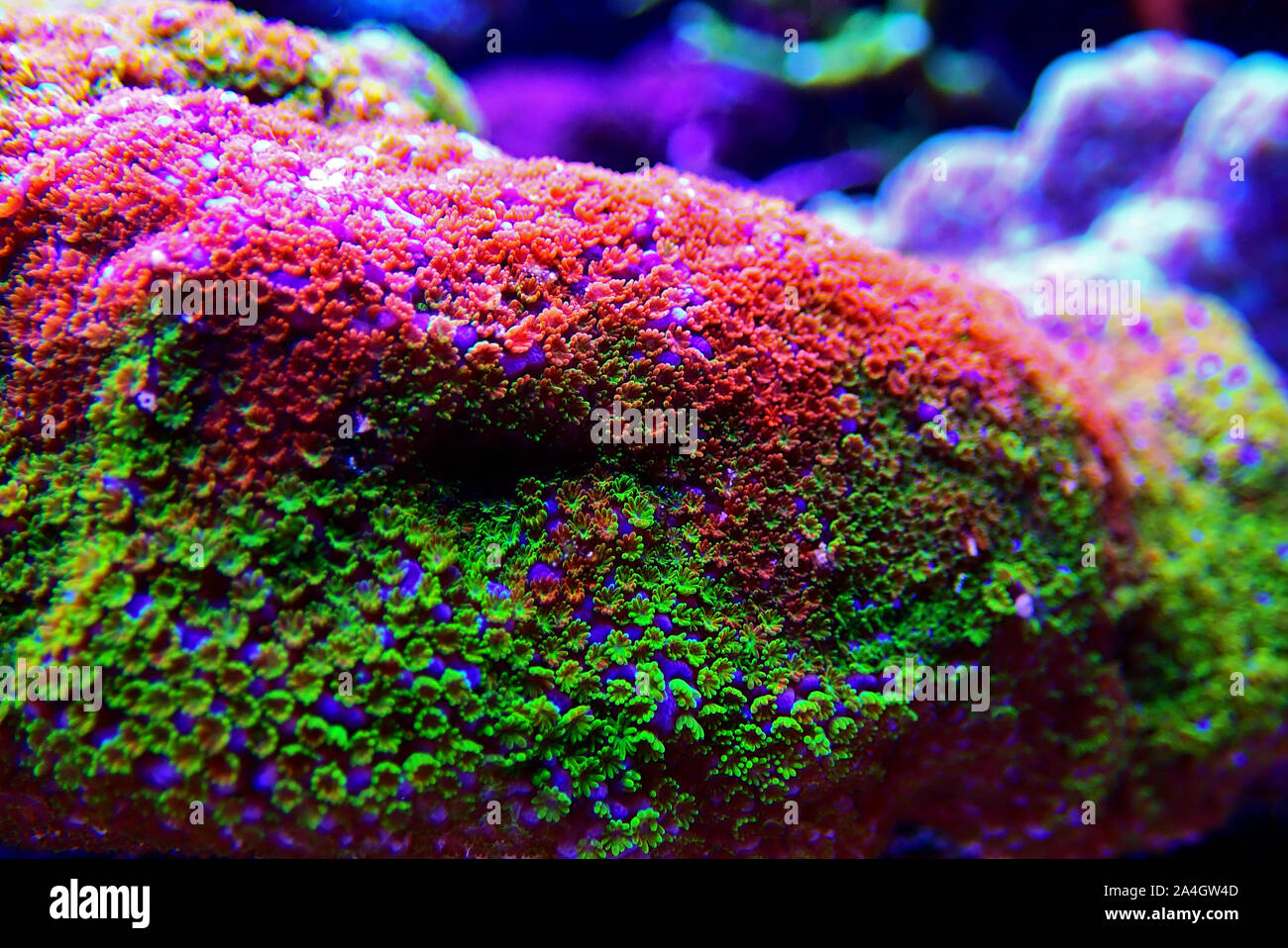 Montipora Rainbow macro polyps - rare and very beautiful sps coral ...