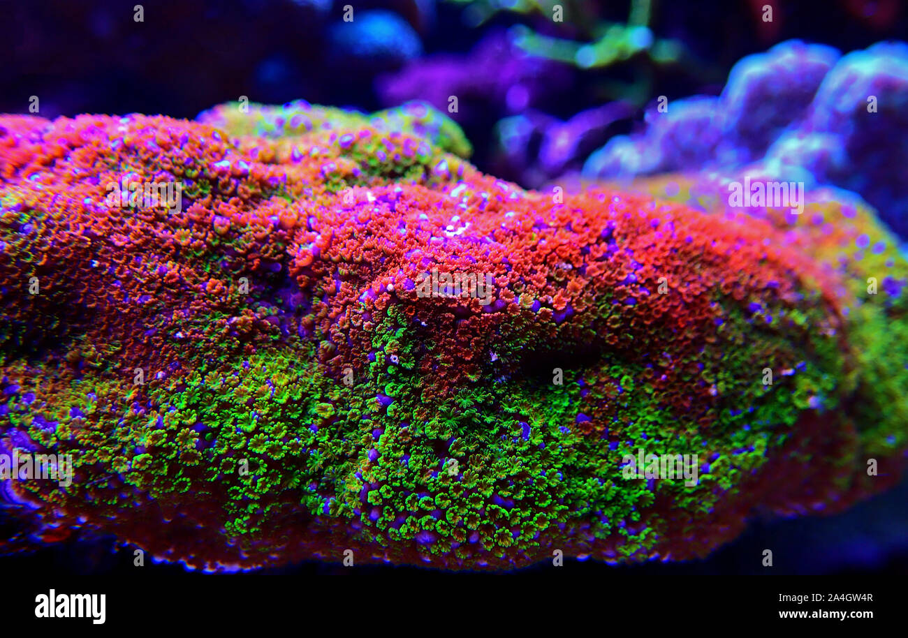 Montipora Rainbow macro polyps - rare and very beautiful sps coral ...
