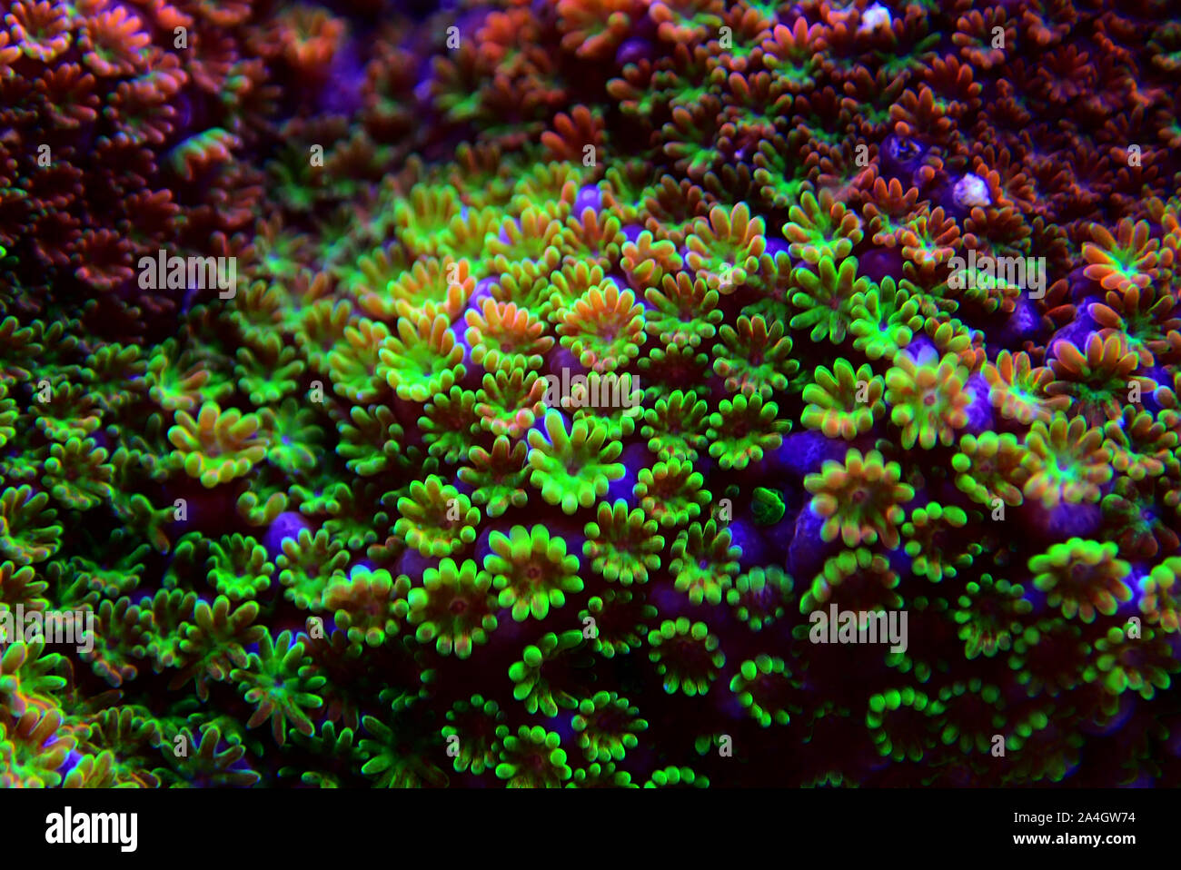 Montipora Rainbow macro polyps - rare and very beautiful sps coral ...