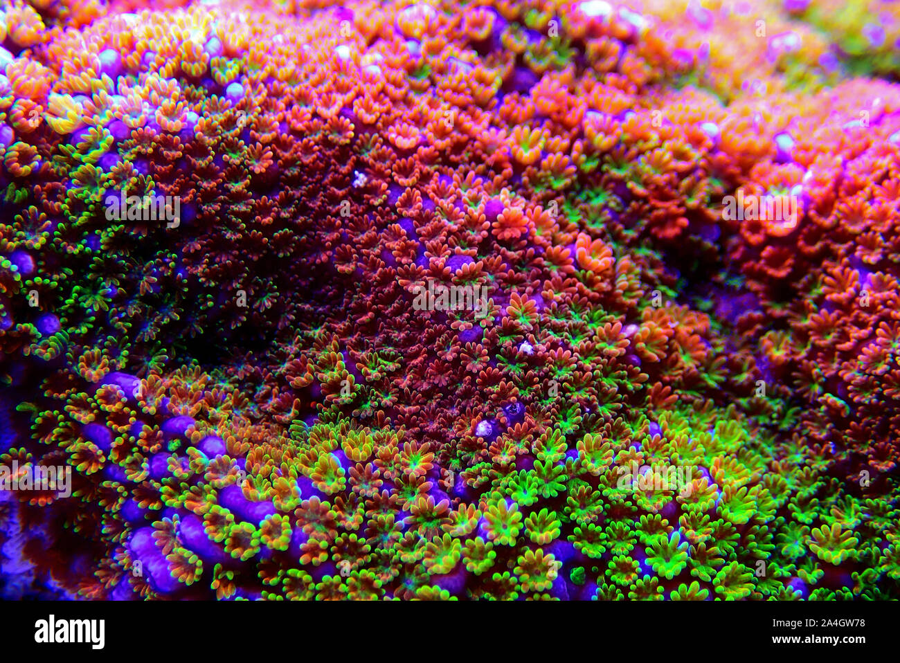 Montipora Rainbow macro polyps - rare and very beautiful sps coral ...