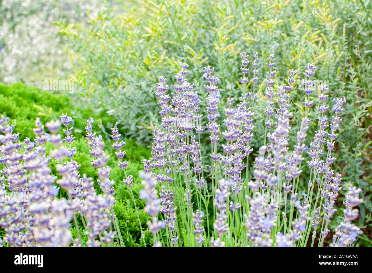 Field of Lavender, Lavandula angustifolia, Lavandula officinalis Stock ...