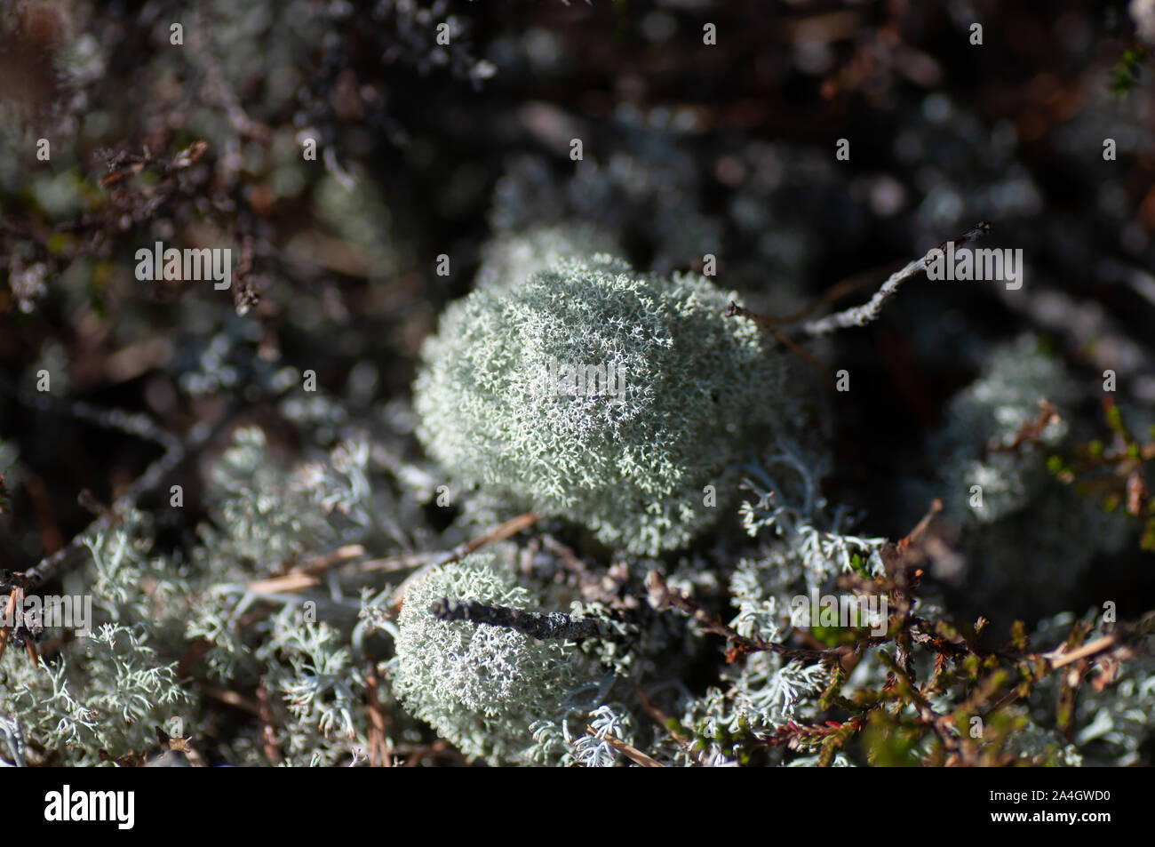 Moss lichen Cladonia rangiferina. Grey reindeer lichen. Beautiful light ...