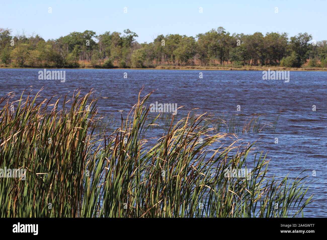 lake with bull rushes Stock Photo - Alamy