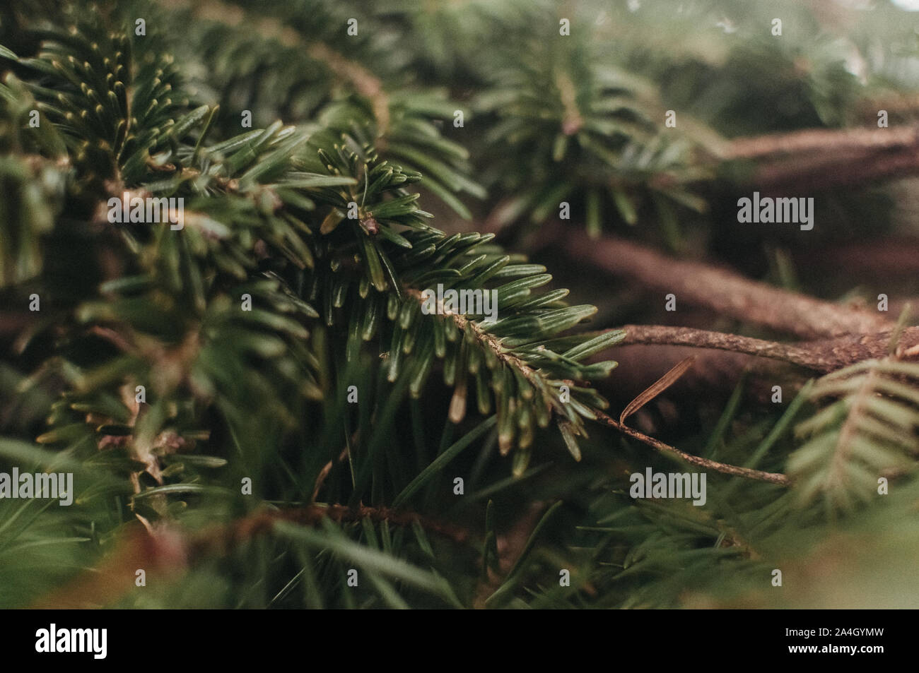 Evergreen Tree Needles High Resolution Stock Photography and Images - Alamy