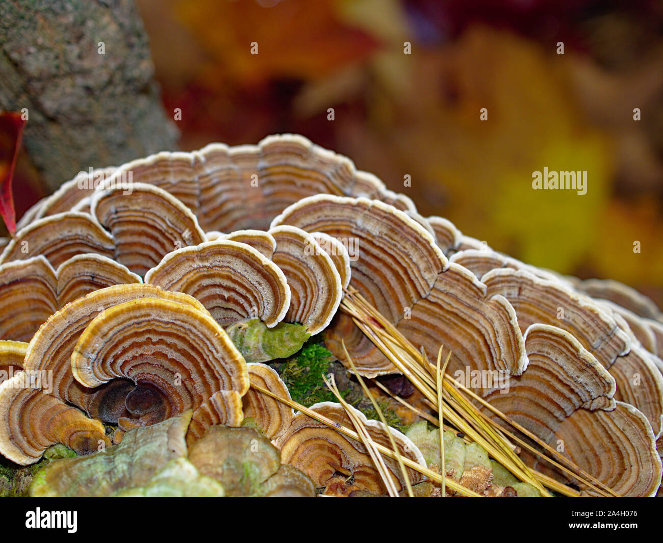 A fine examaple of Turkey tail fungus (Trametes versicolor) on a log ...