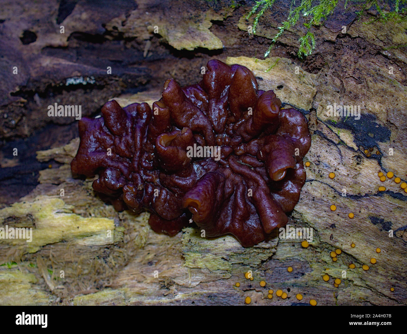 Amber jelly fungus (Exidia recisa) on a damp log, Gatineau Park, Quebec ...