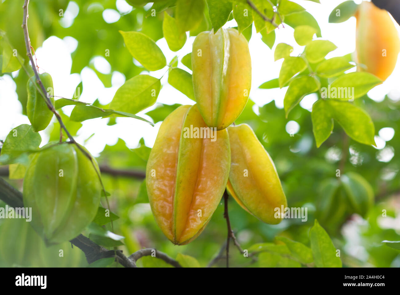 Starfruit dish hi-res stock photography and images - Alamy