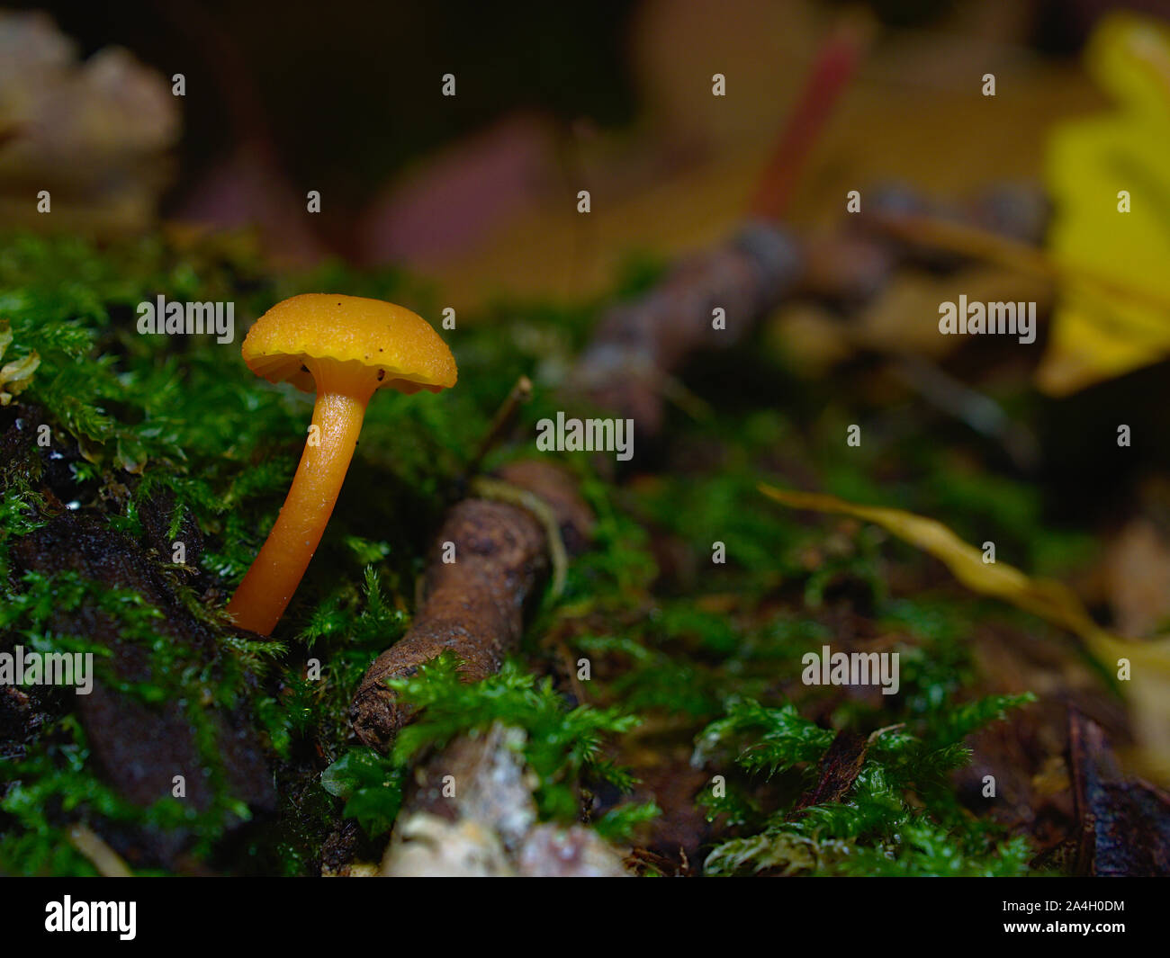 Orange mycena (Mycena leaiana), Gatineau Park, Quebec, Canada Stock ...